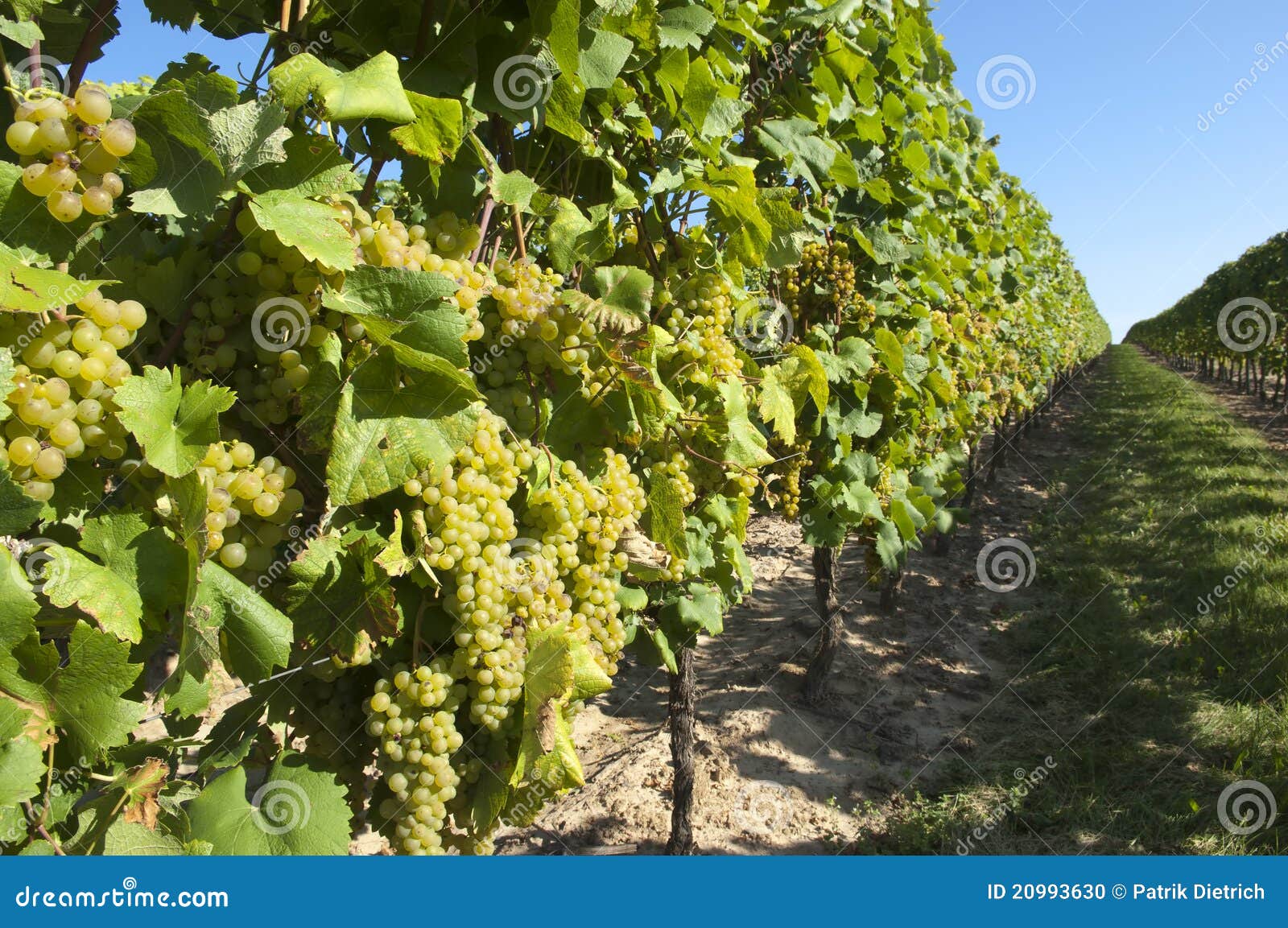 Wine Grapes in Harvest Season Stock Photo - Image of vine, rheinhessen ...