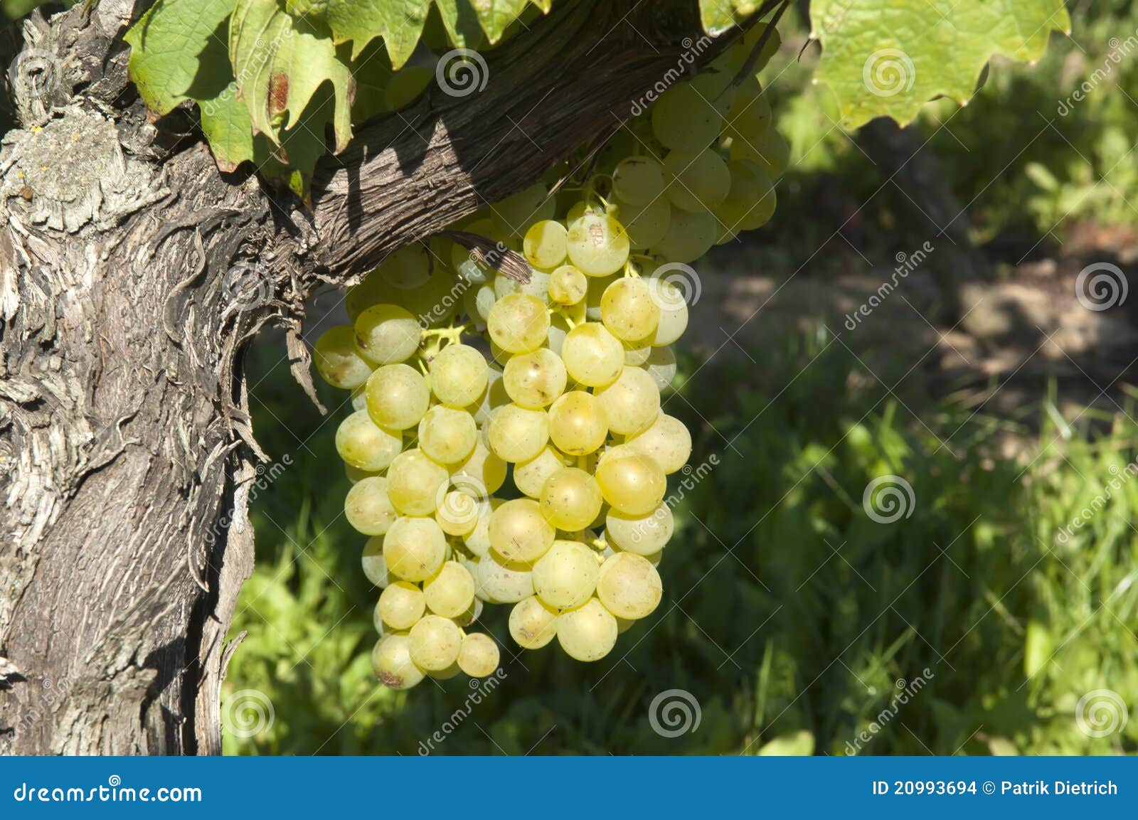 Wine Grapes in Harvest Season Stock Photo - Image of germany, green ...