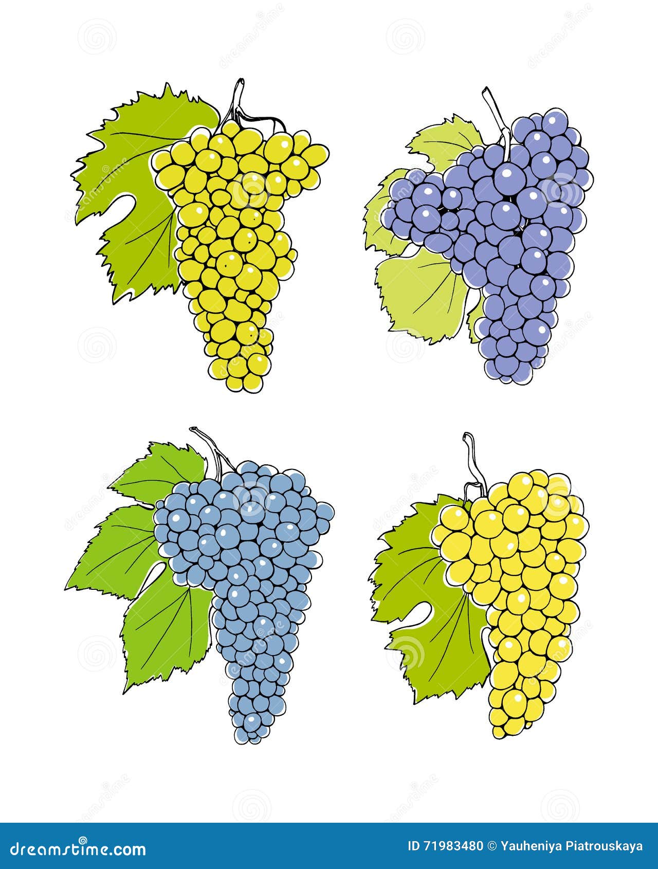 Wine grapes illustration stock vector. Illustration of botany - 71983480