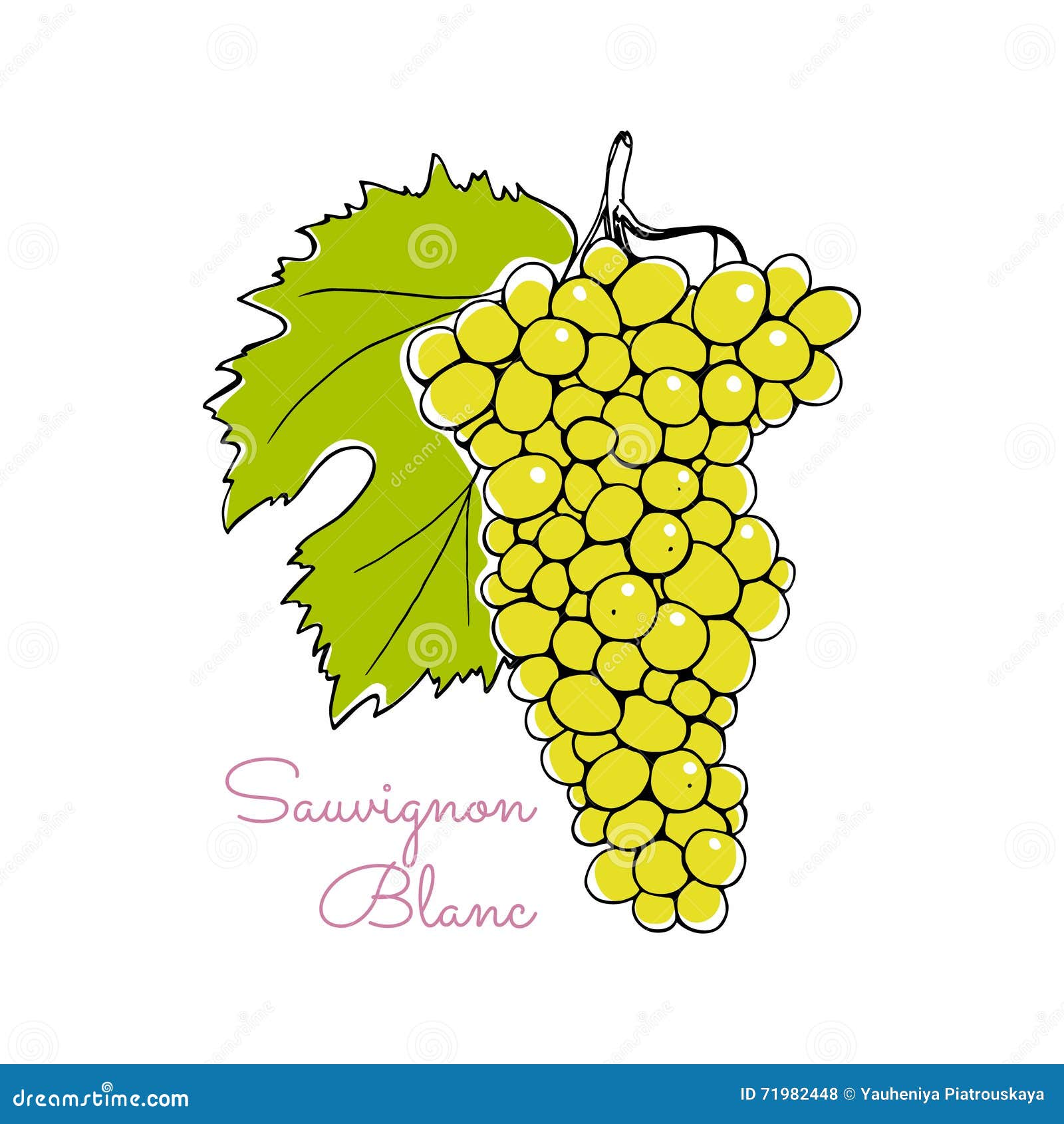 Wine grapes illustration stock vector. Illustration of graphic - 71982448