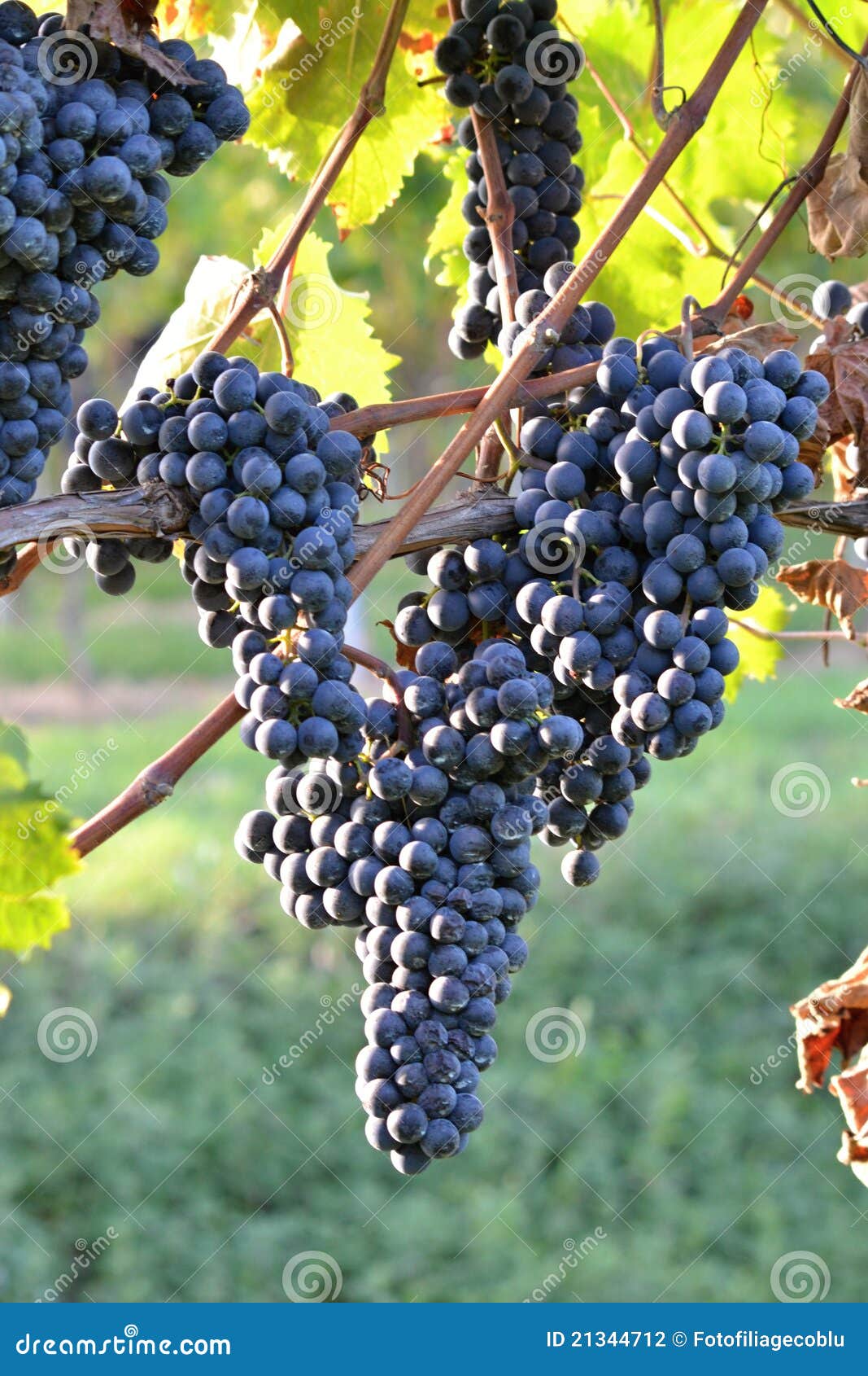 Wine grapes multiple stock photo. Image of wine, vines - 21344712