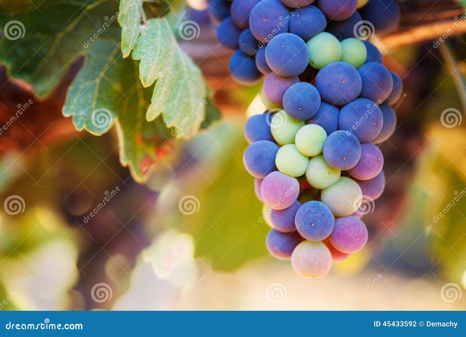 Wine Grapes Ripening stock photo. Image of agriculture - 45433592