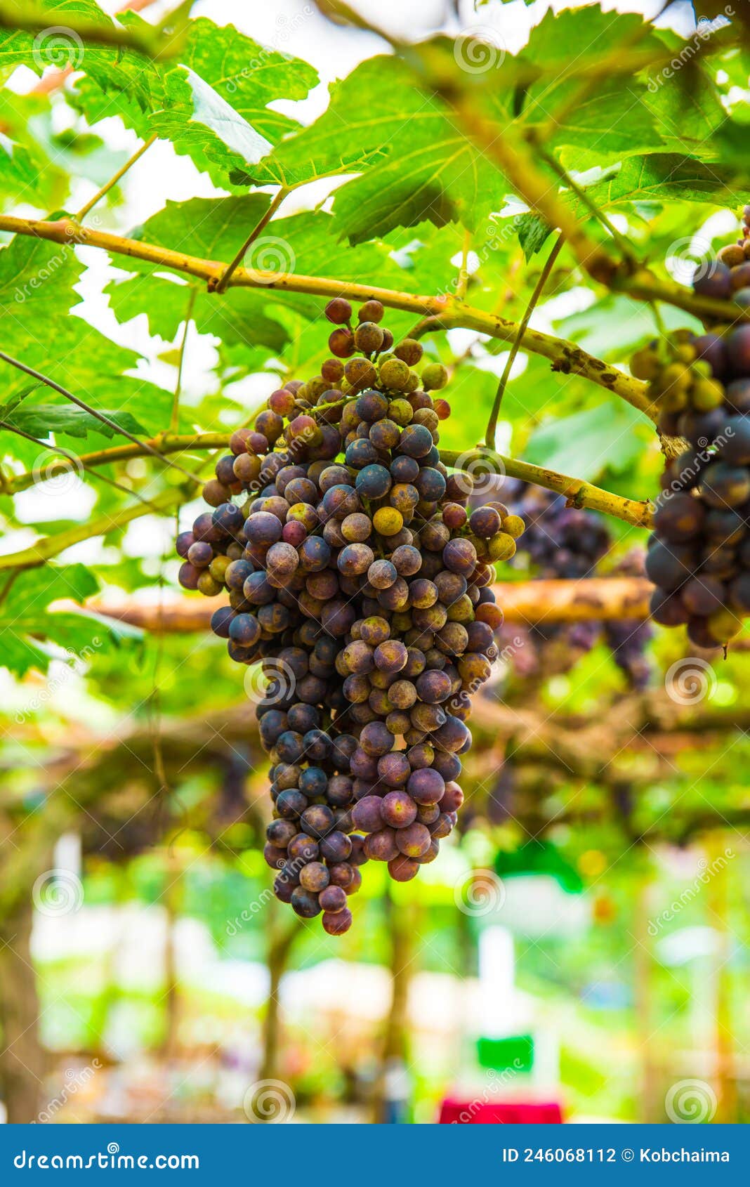 Wine grapes in Thai stock photo. Image of ground, scenery - 246068112