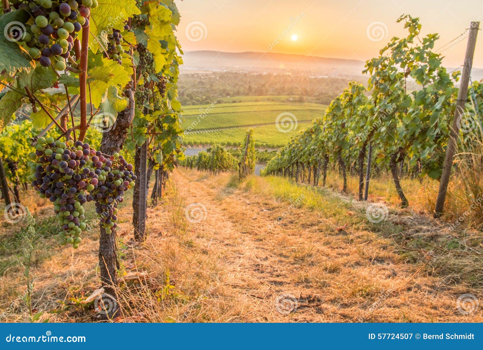 Wine Grapes in a Vineyard in the Sunrise Stock Image - Image of summer ...