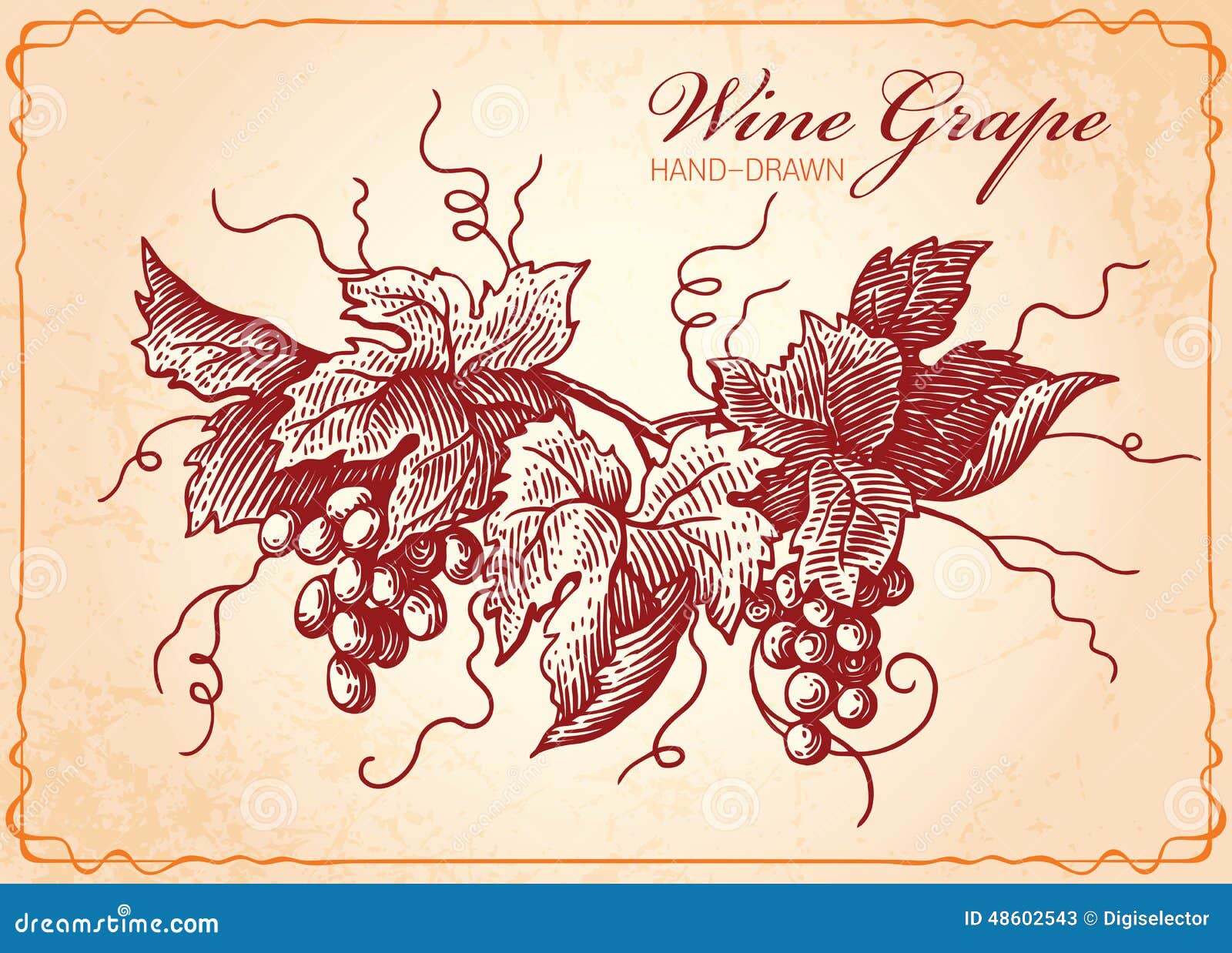 Wine Grapes Vintage Style Illustration Stock Vector - Illustration of ...