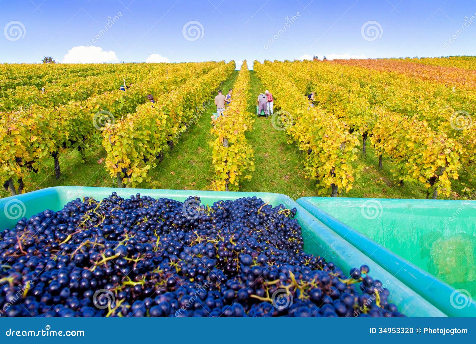 Wine harvest in autumn stock photo. Image of harvesting - 34953320