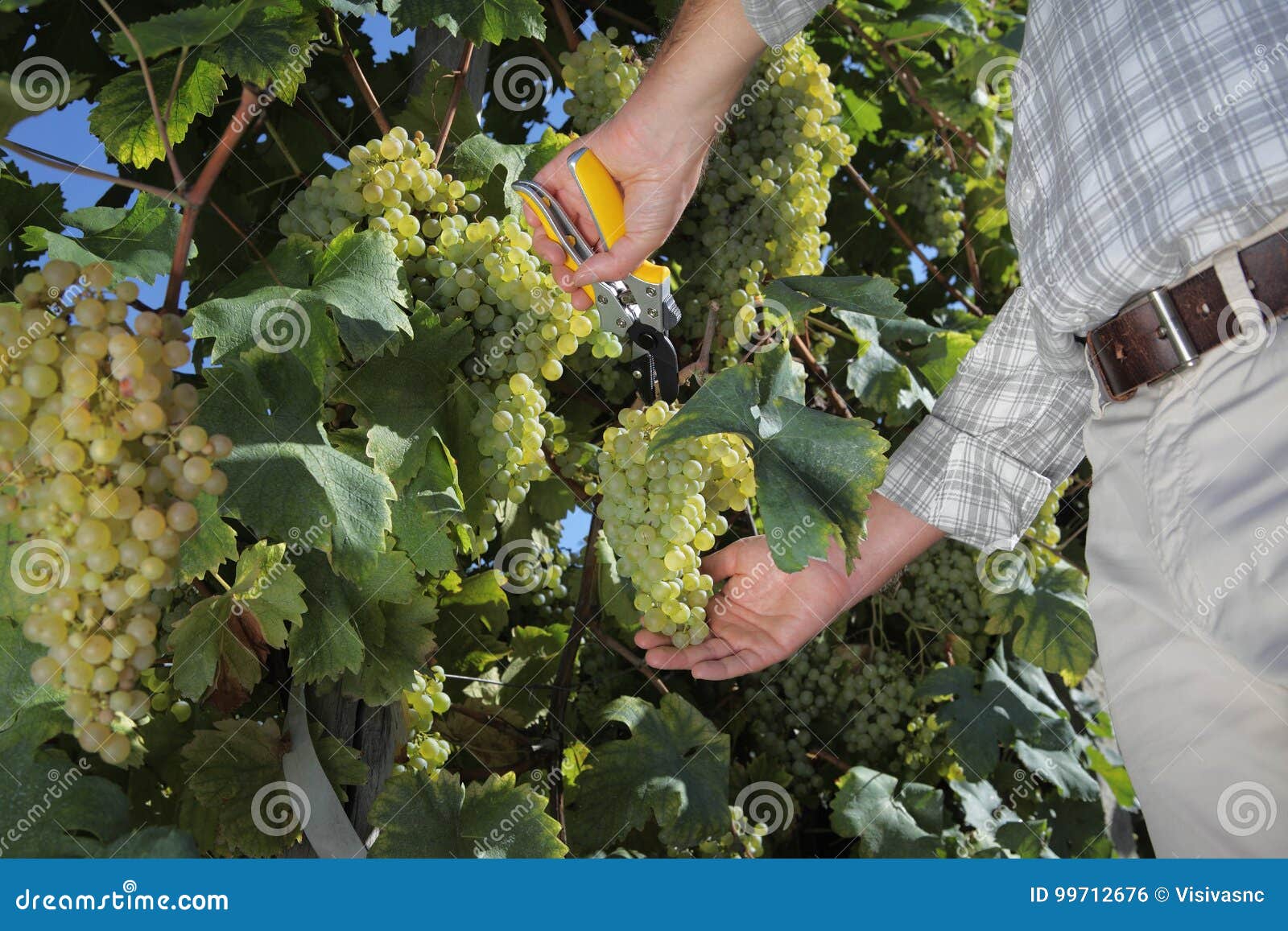Wine Harvest Hands Cutting White Grapes from Vines Stock Photo - Image ...