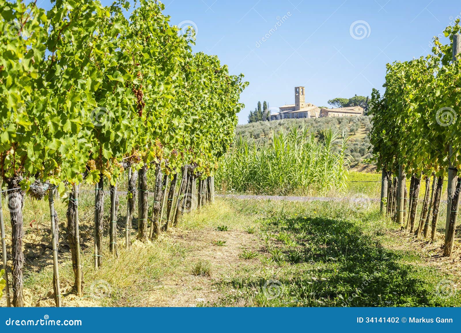Wine Hill Italy stock photo. Image of farm, fruit, italian - 34141402