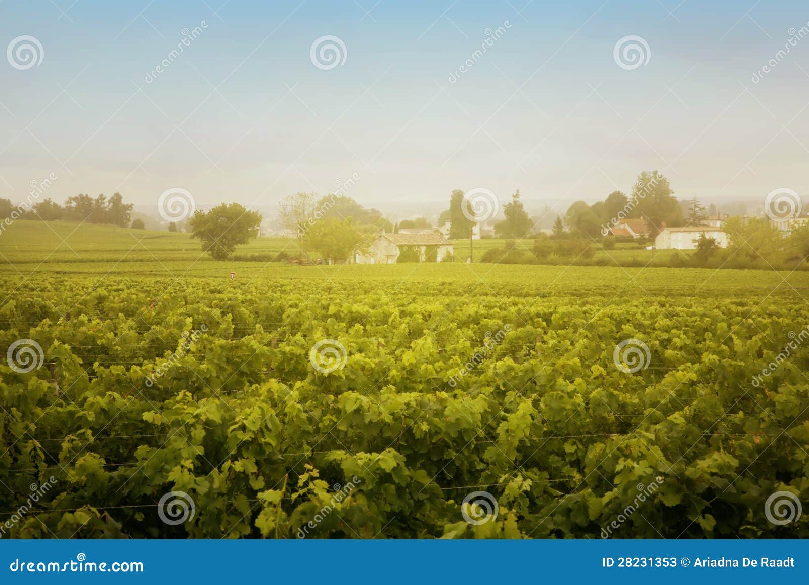 Wine landscape stock image. Image of aquitaine, bordeaux - 28231353