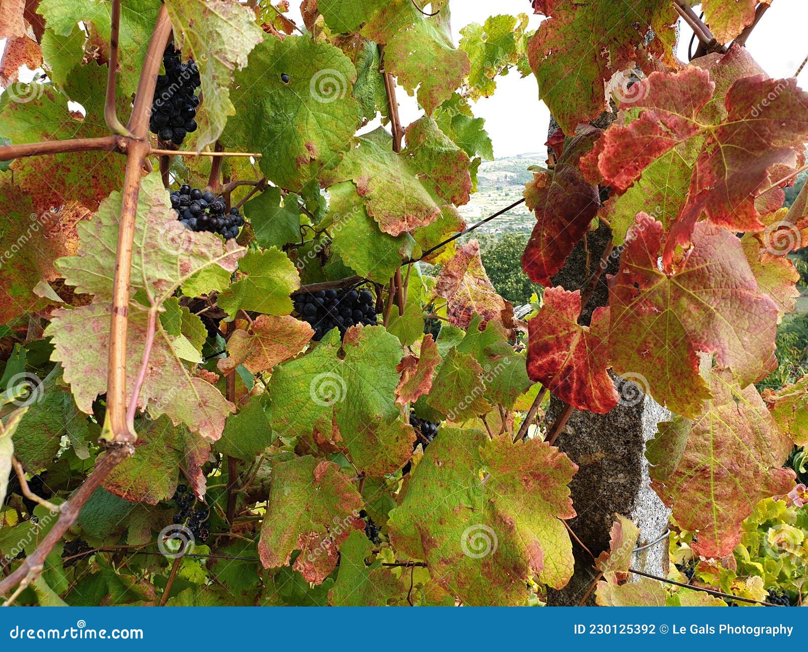 Doura Vineyard Stock Photos - Free & Royalty-Free Stock Photos from ...