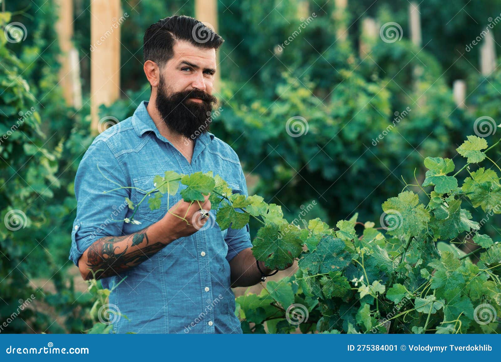 Wine Making. Man Grabbing Grape in Vineyard. Harvester Cutting Bunch of ...
