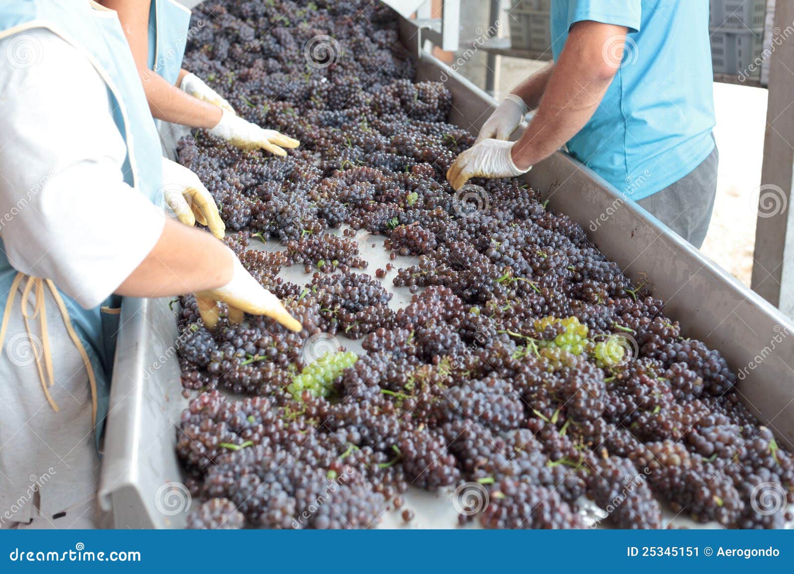 Wine making process stock image. Image of warehouse, people - 25345151