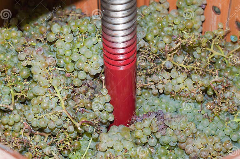Wine Making Process with a Manual Grape Crushing Machine Stock Image ...