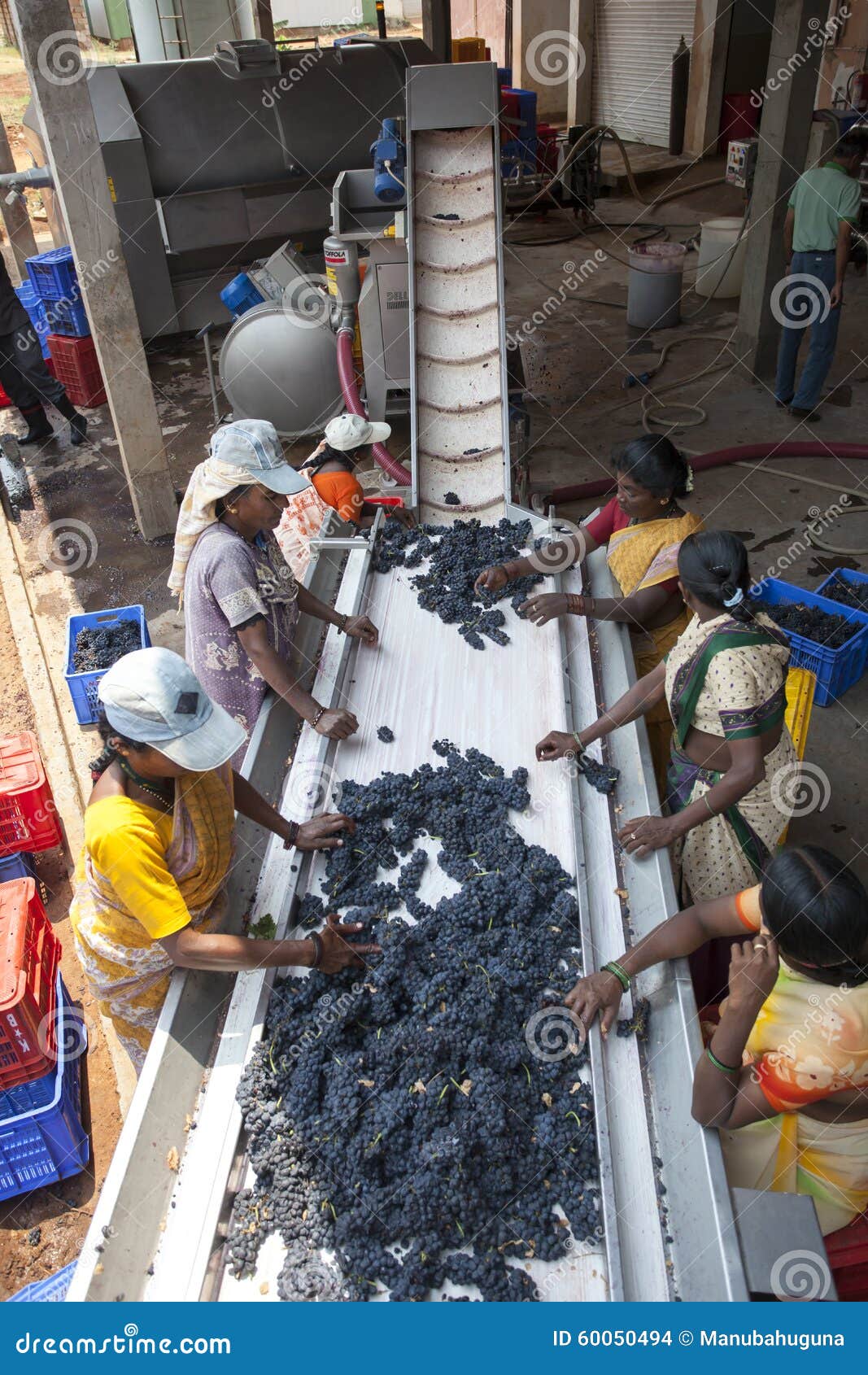 Wine Making Process with Red Grapes Editorial Stock Image - Image of ...