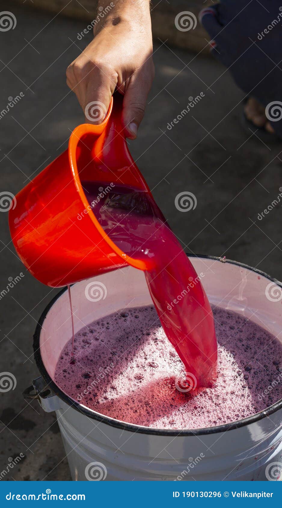Wine Making. the Winemaker Extracts the Must from the Container for ...