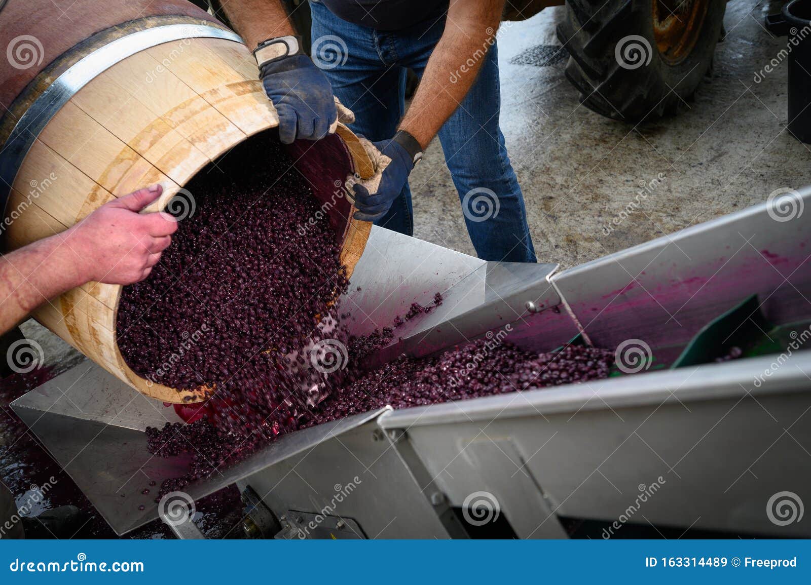 Wine Mixing during Fermentation Process in Barrel, Bordeaux Vineyard ...
