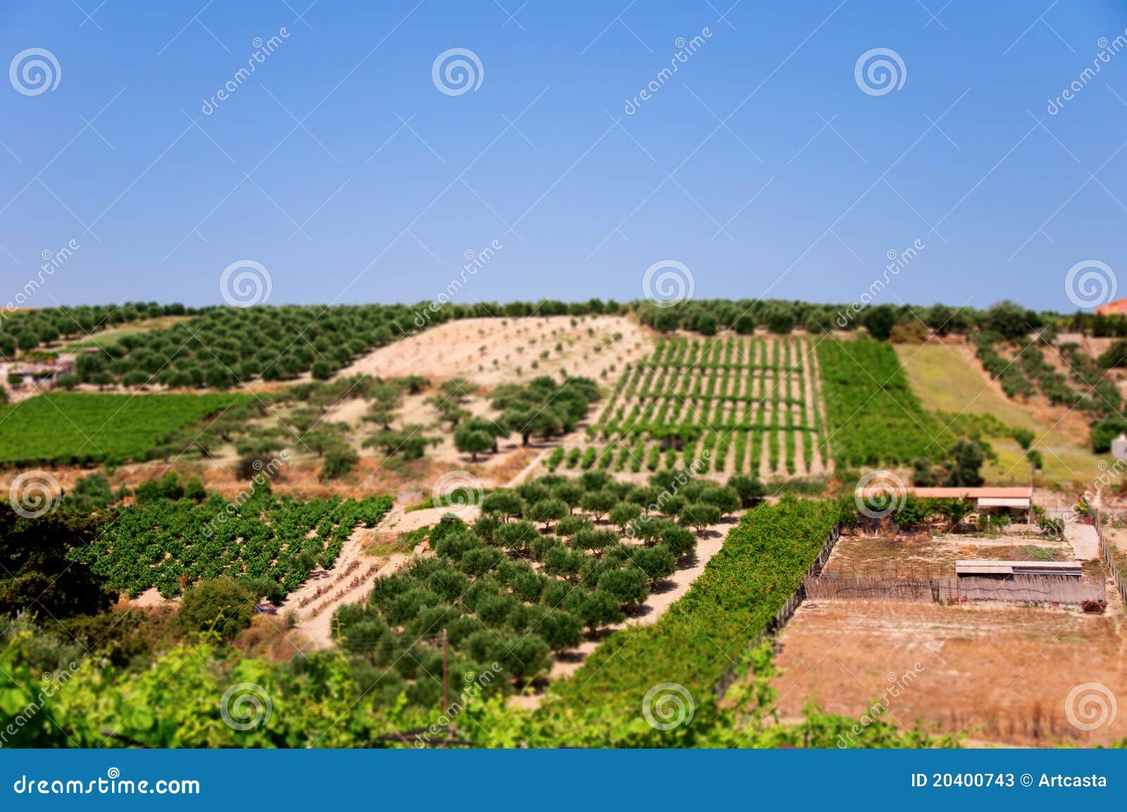 Wine and Olive field stock image. Image of grass, plant - 20400743