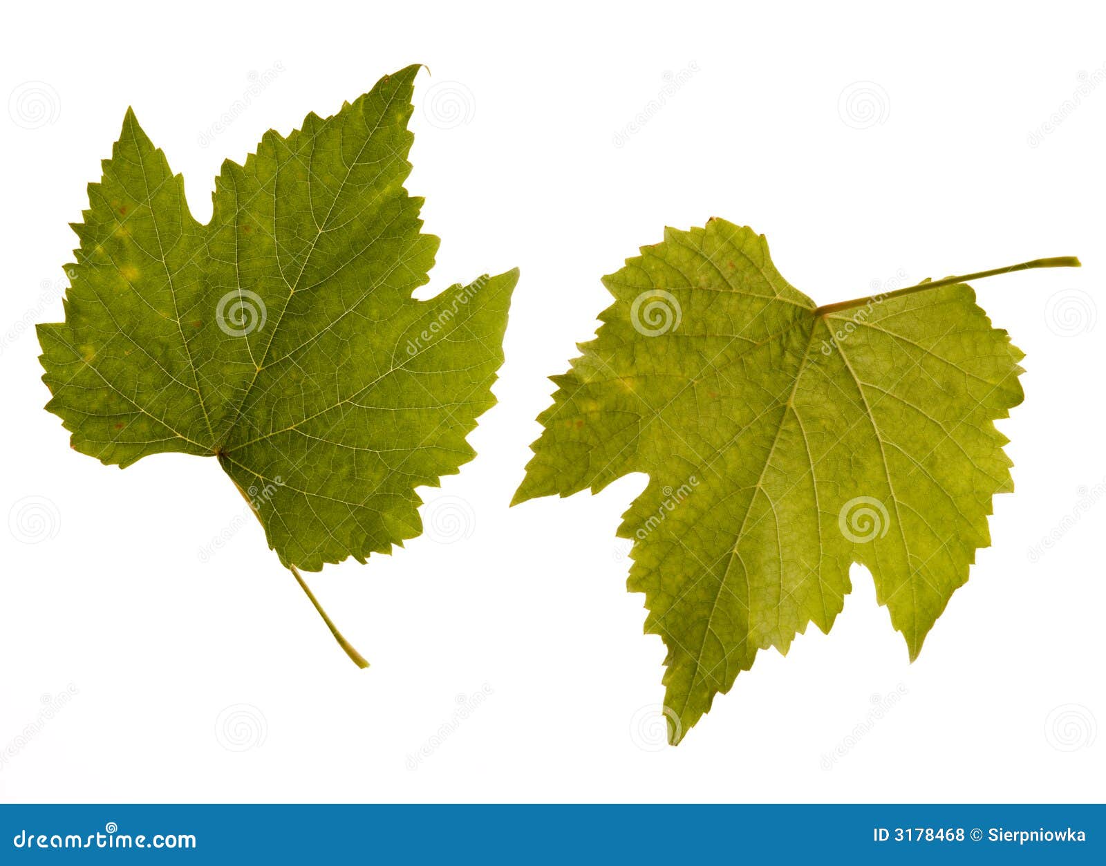 Green Leaft Detail Texture Stock Images by Megapixl