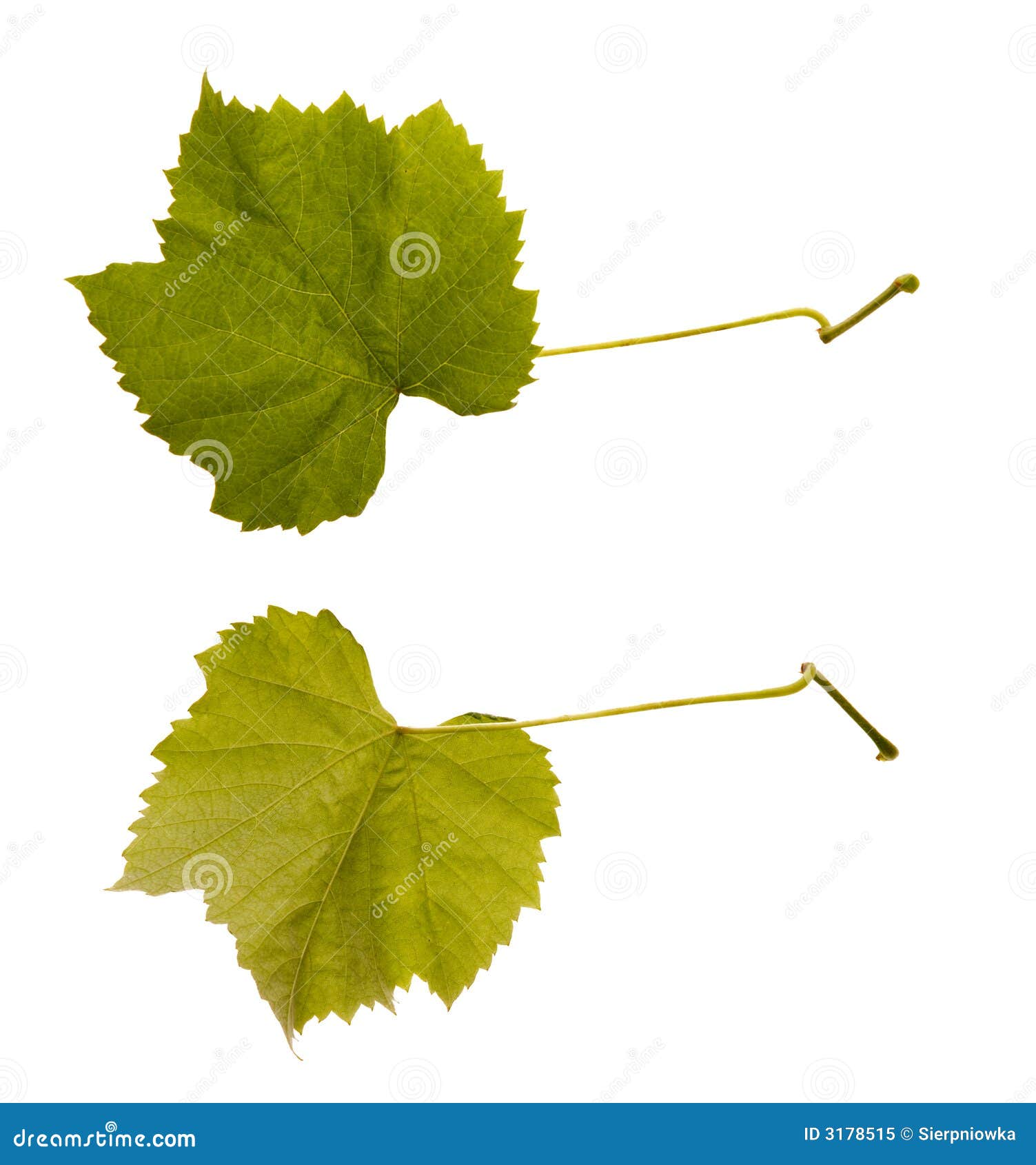 Wine. one leaf - two sides stock image. Image of autumn - 3178515