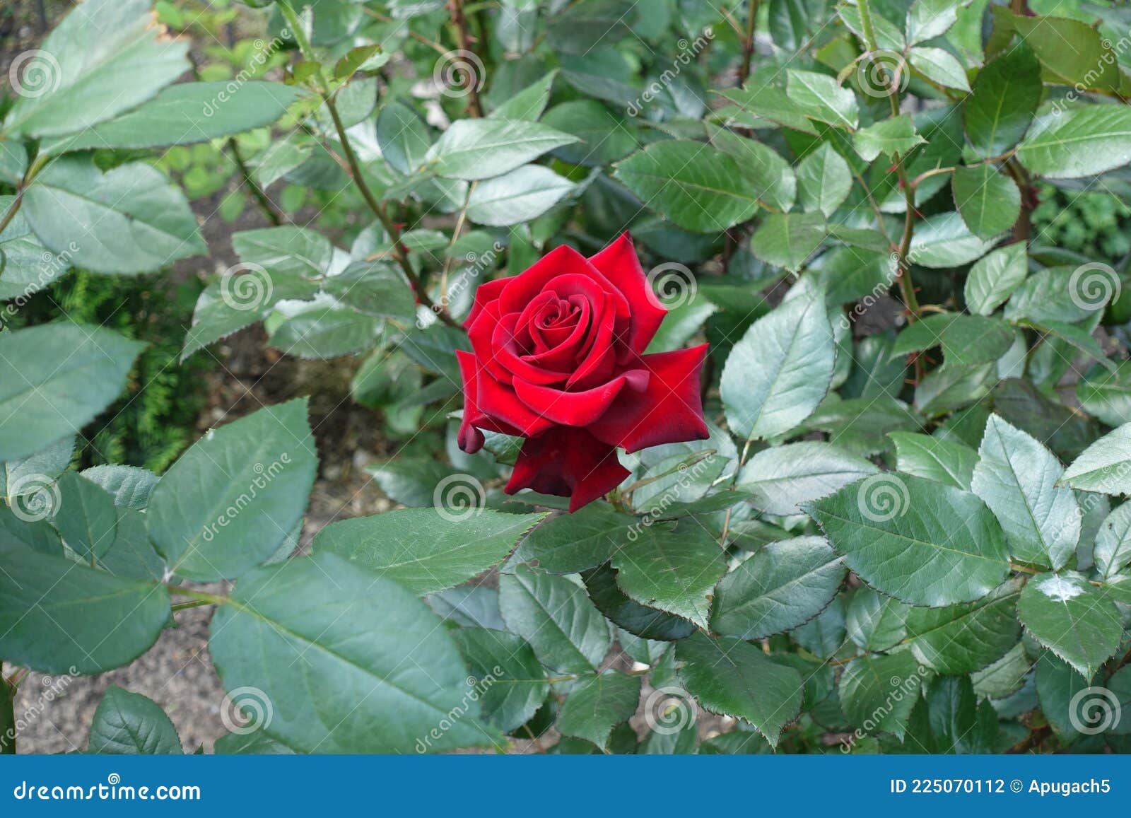 Wine Red Flower of Rose in the Garden Stock Photo - Image of botany ...