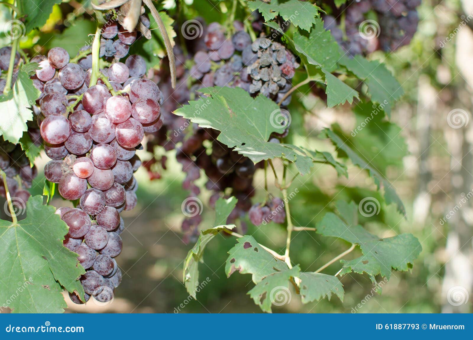 Wine Red Grape Harvest in Morning Stock Image - Image of rotten, grape ...