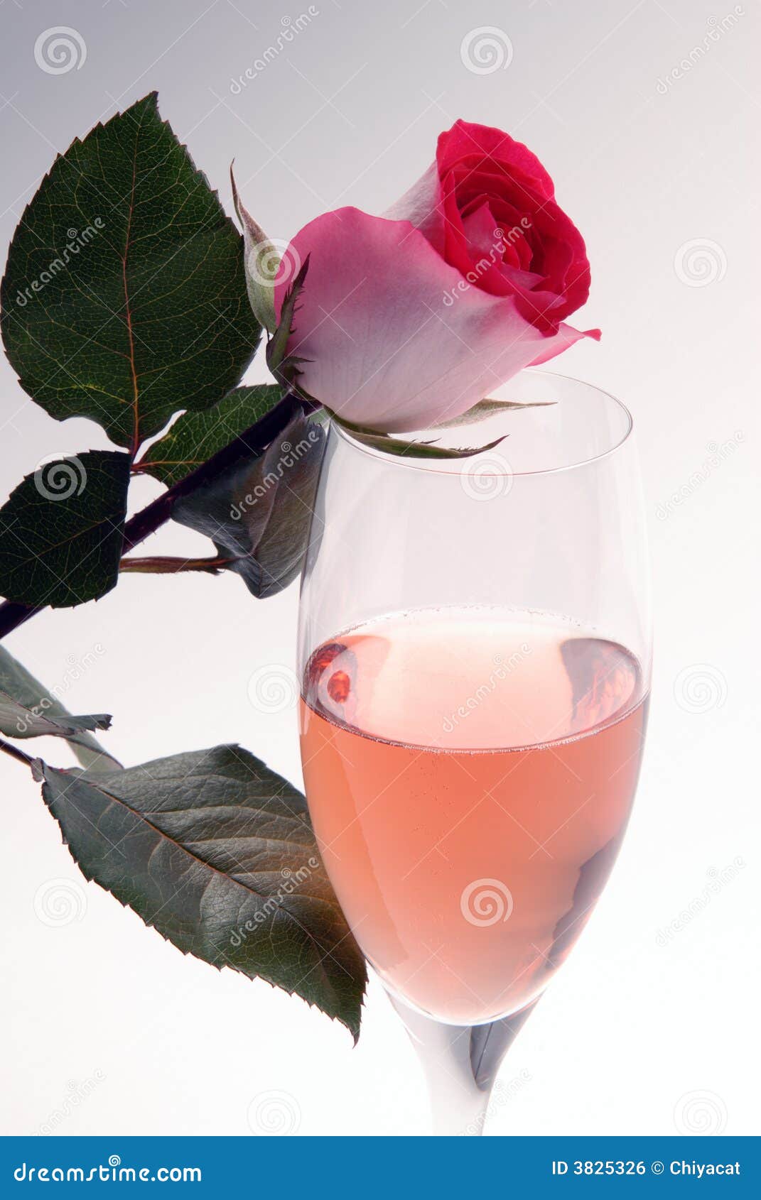 Wine and Rose stock photo. Image of rose, flower, thorns - 3825326