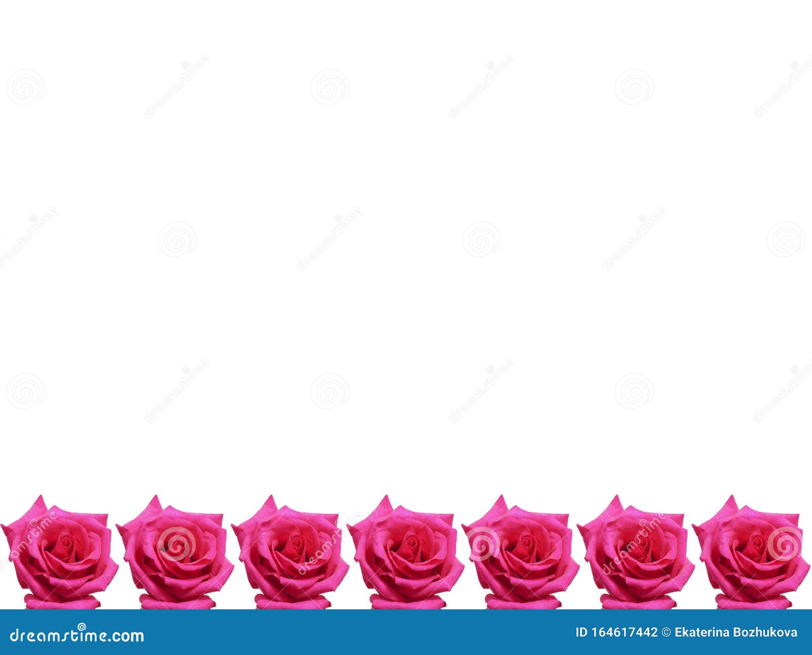 Wine Roses on the Bottom of the Frame Stock Photo - Image of petal ...