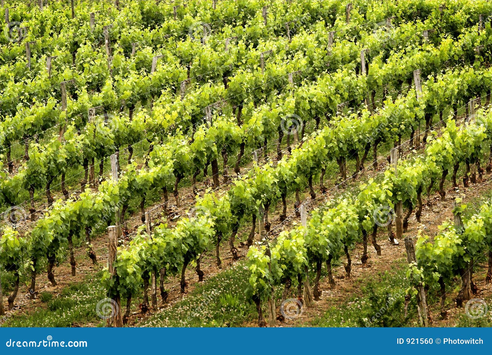 Wine rows stock photo. Image of grapes, field, rural, ripening - 921560