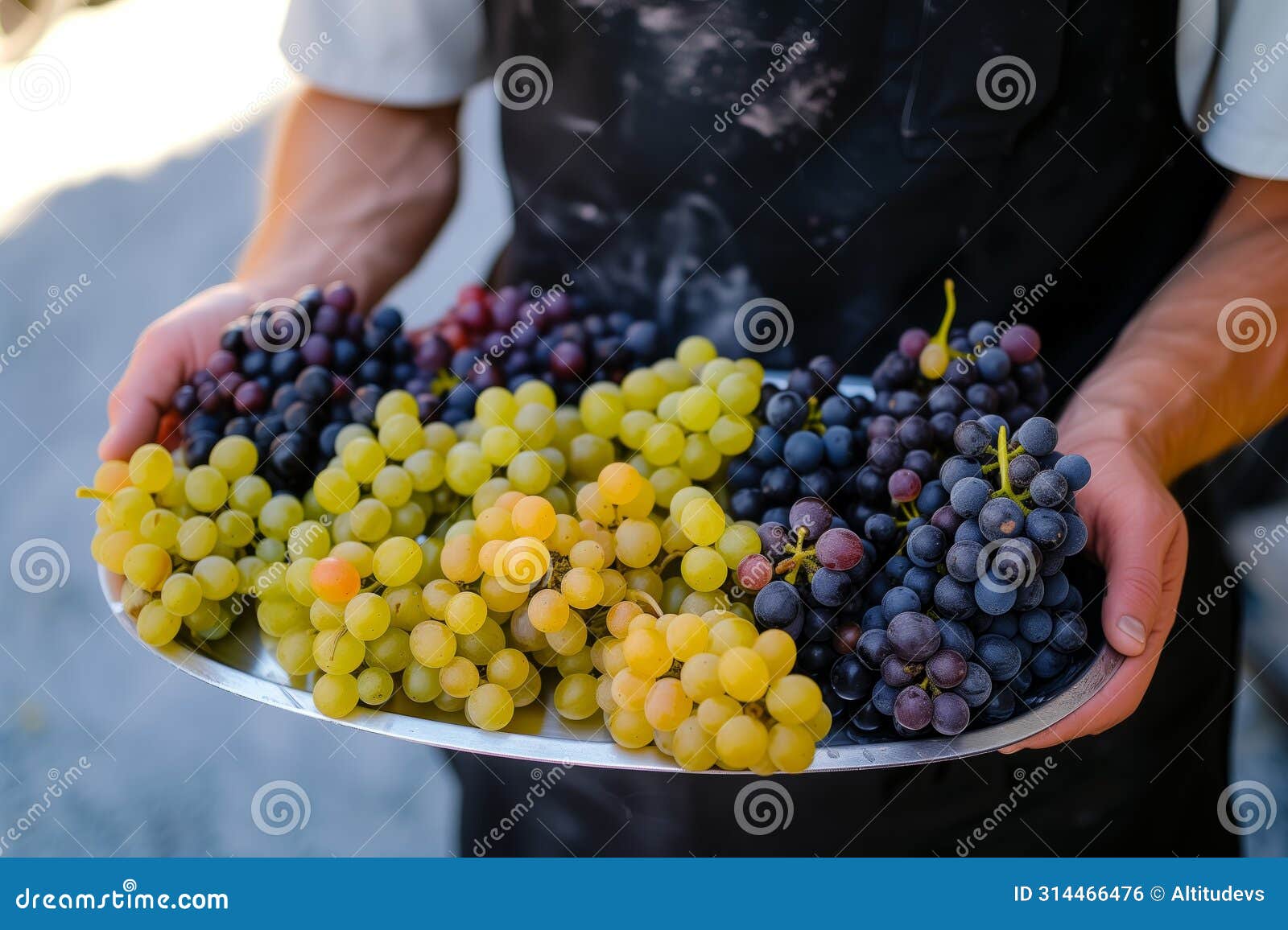 Wine Taster with Tray of Different Grape Varieties Stock Illustration ...