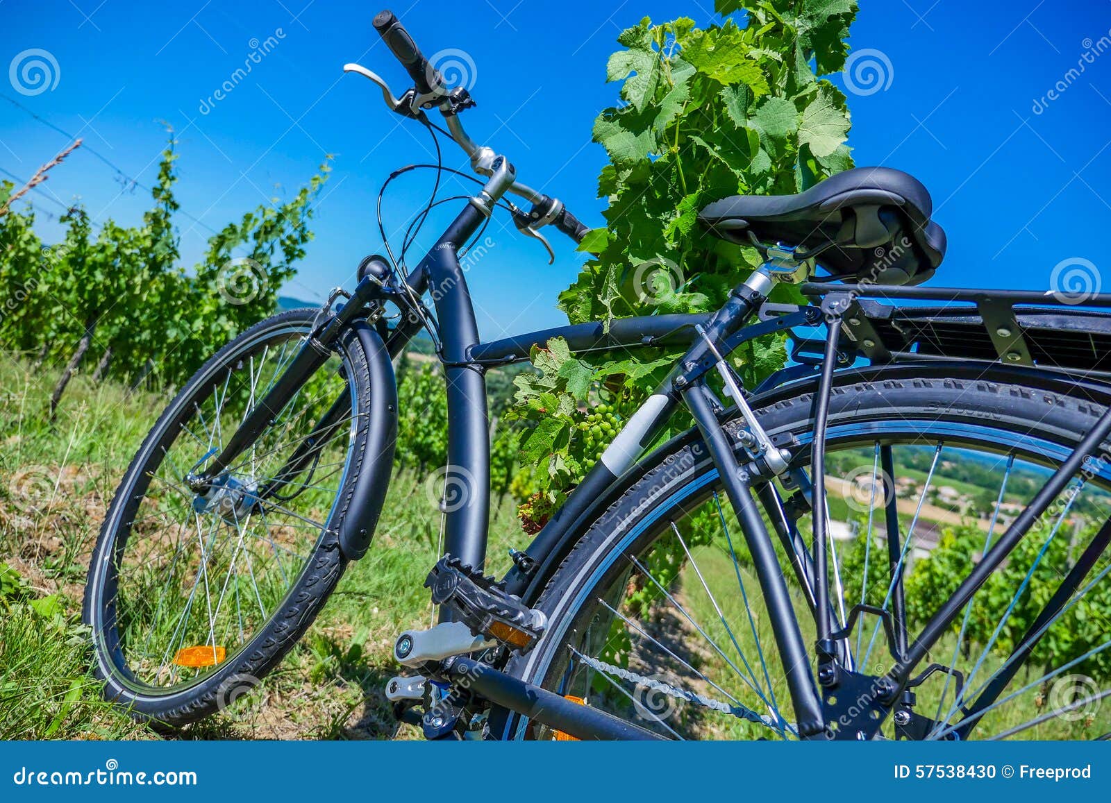Wine Tourism-Bicycle in Bordeaux Vineyards Stock Photo - Image of ...