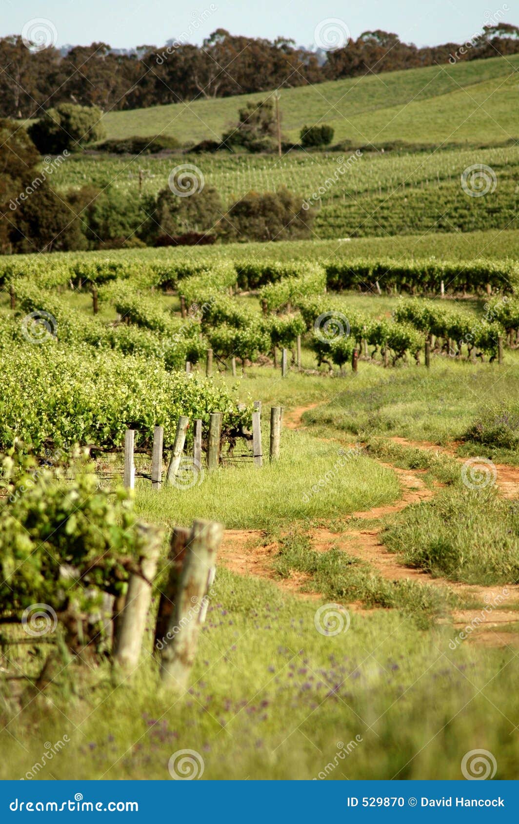Wine Trail stock photo. Image of tractor, grapes, landscape - 529870