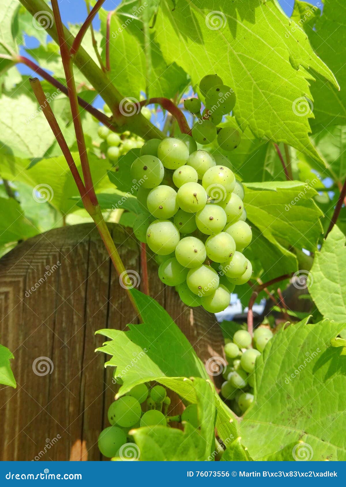 Wine tree in the vineyard stock photo. Image of detail - 76073556