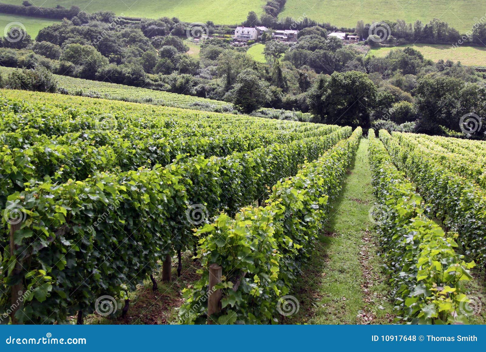 A wine vineyard stock photo. Image of epernay, plant - 10917648