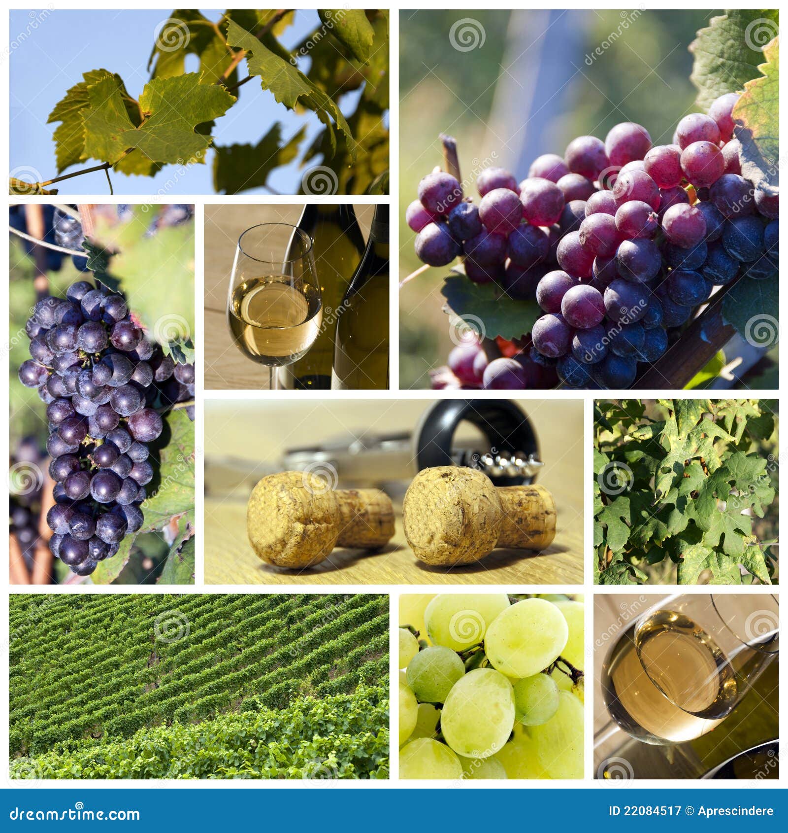 Wine and vineyard collage stock image. Image of green - 22084517