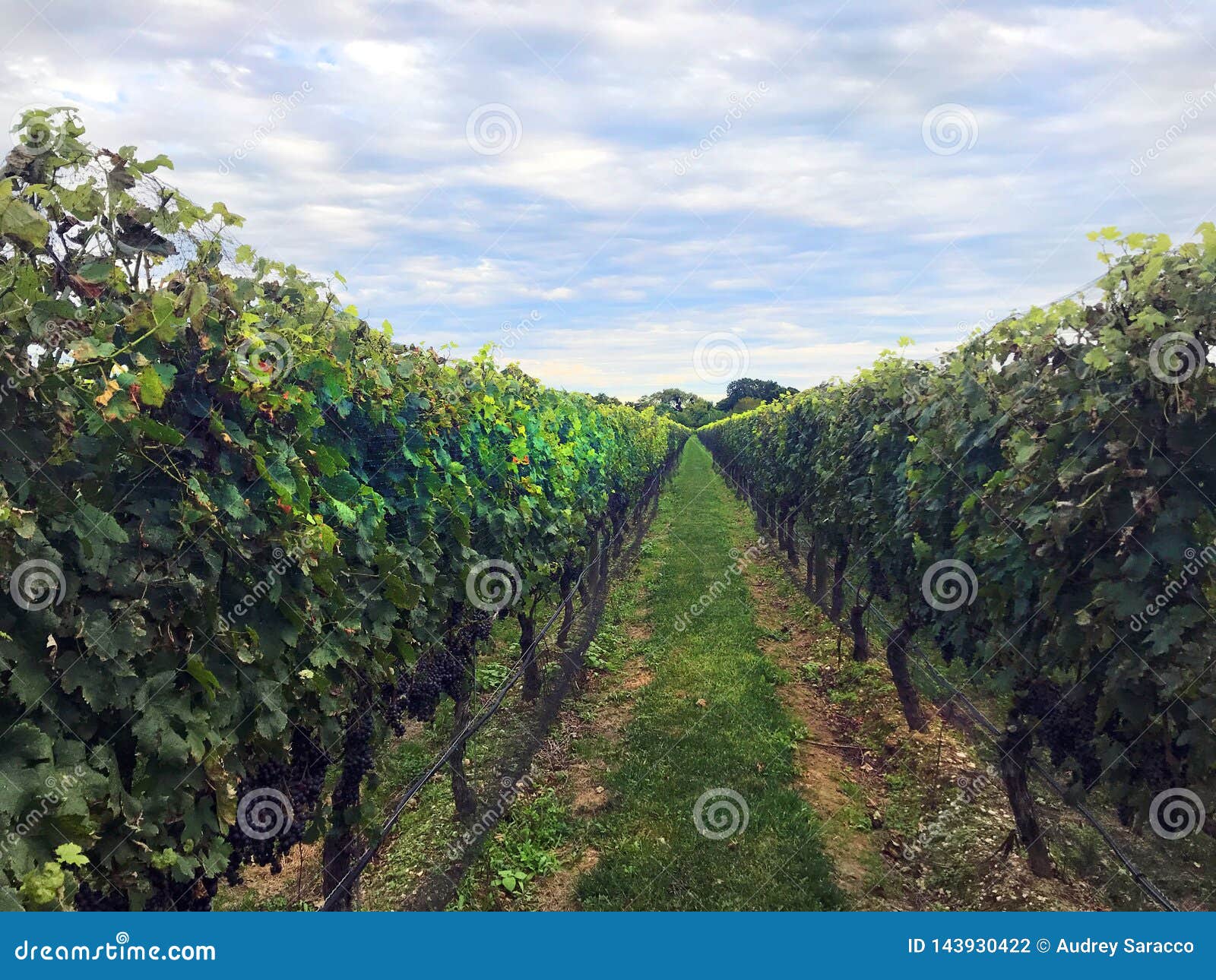 Wine vineyard grapevines stock photo. Image of concept - 143930422