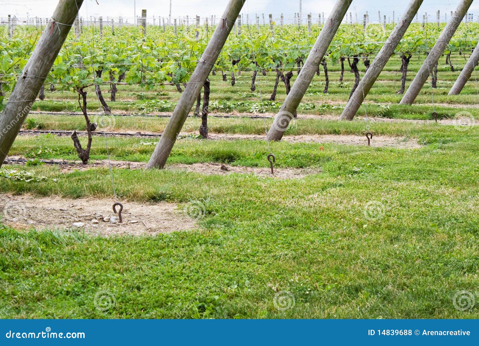 Wine Vineyard Rows stock photo. Image of farm, ripe, crop - 14839688