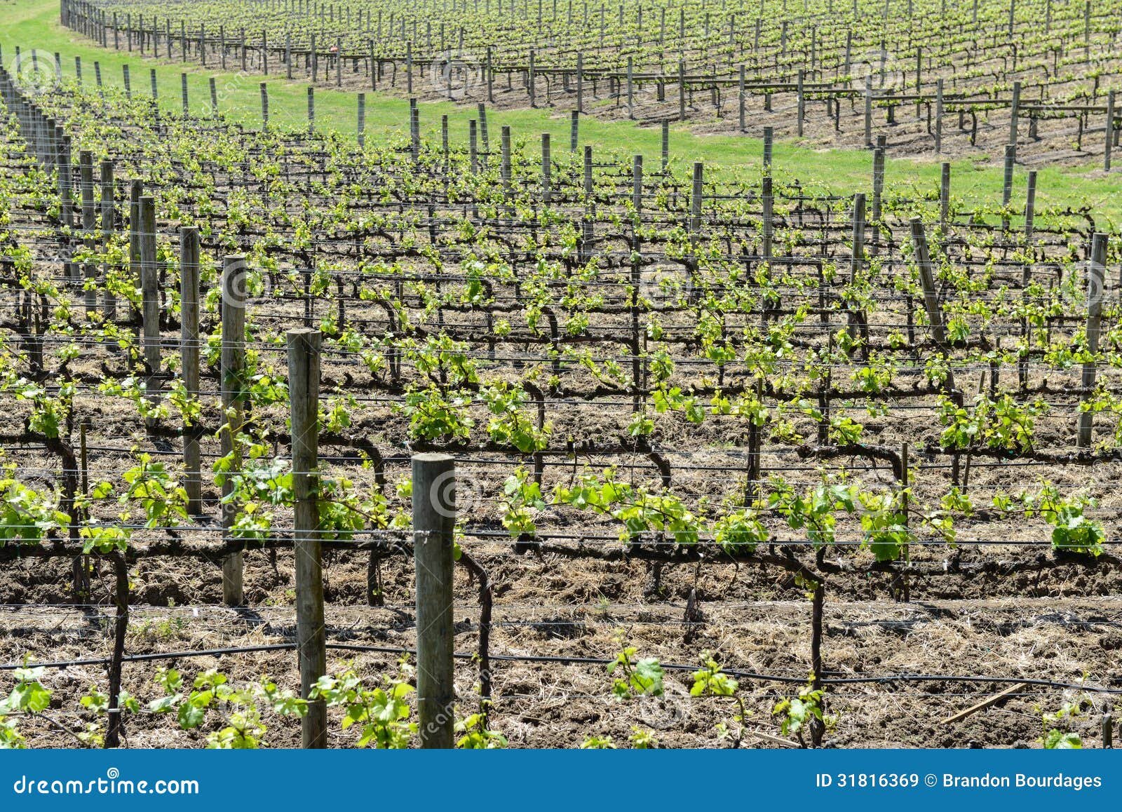 Wine Vineyard in Spring stock image. Image of golden - 31816369
