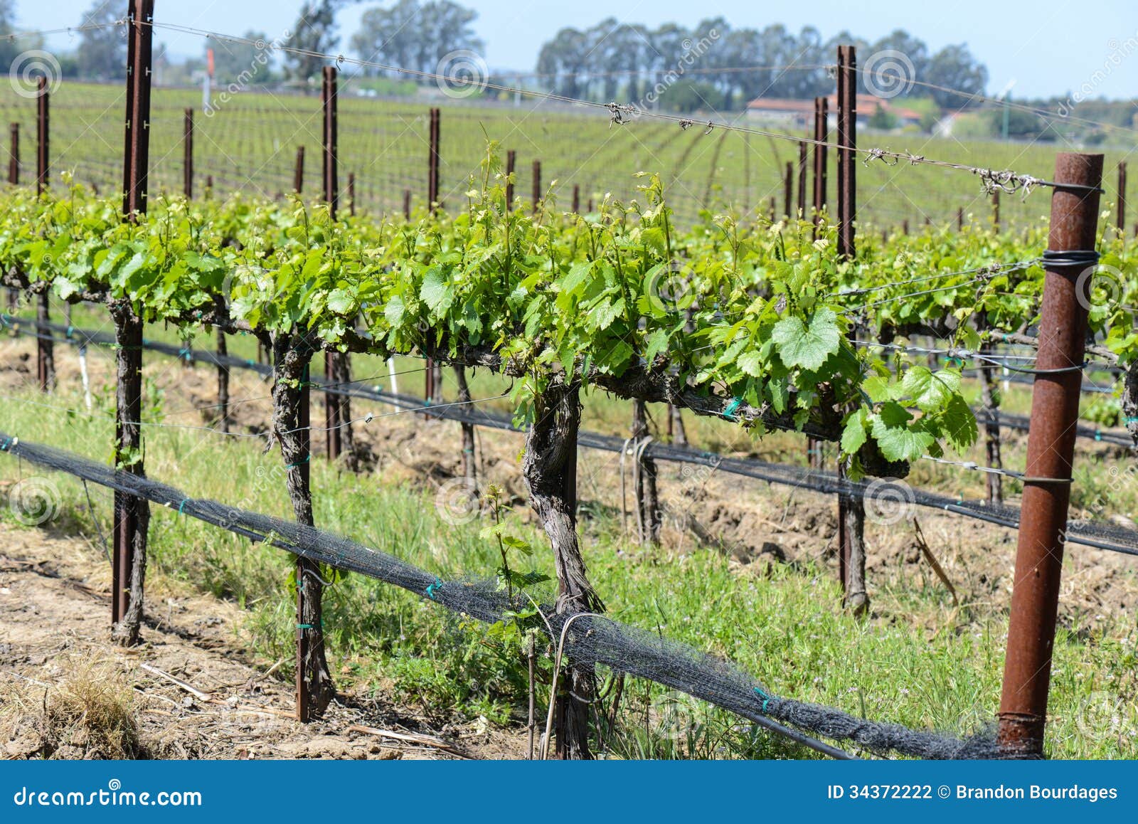 Wine Vineyard in Spring stock photo. Image of northern - 34372222