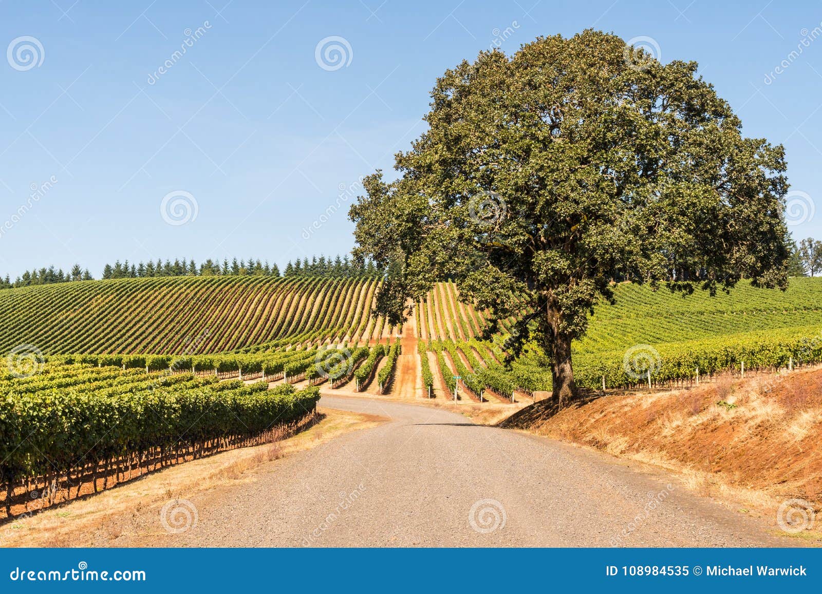 Wine Vineyards, Rows, Trellis, Road, Oak Tree and Sky Stock Image ...