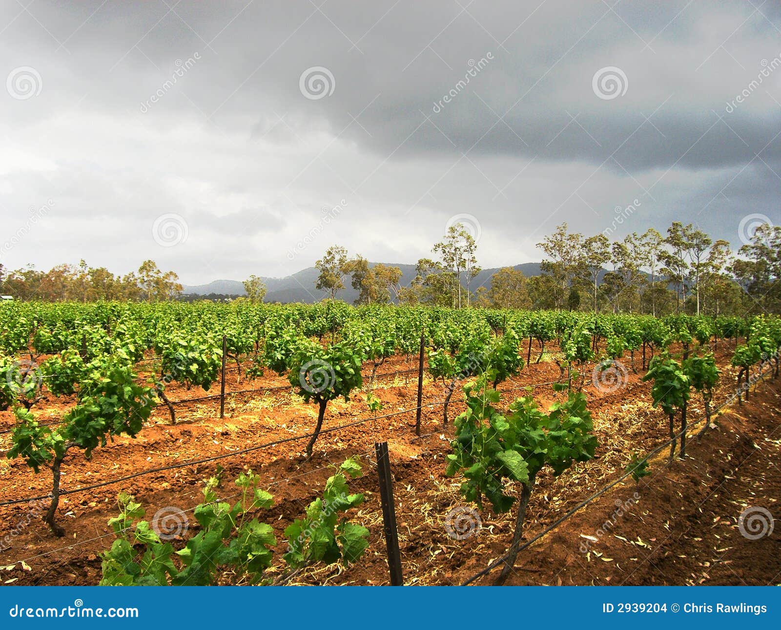 Wine Yard stock photo. Image of australia, wineyard, atmosphere - 2939204