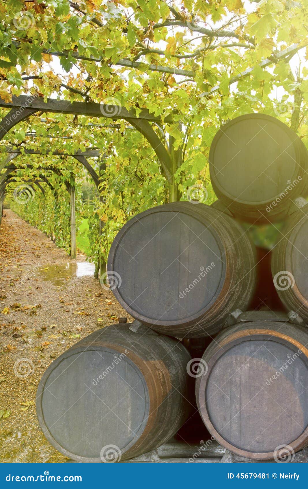 Wine yard with grape stock image. Image of grapple, italian - 45679481