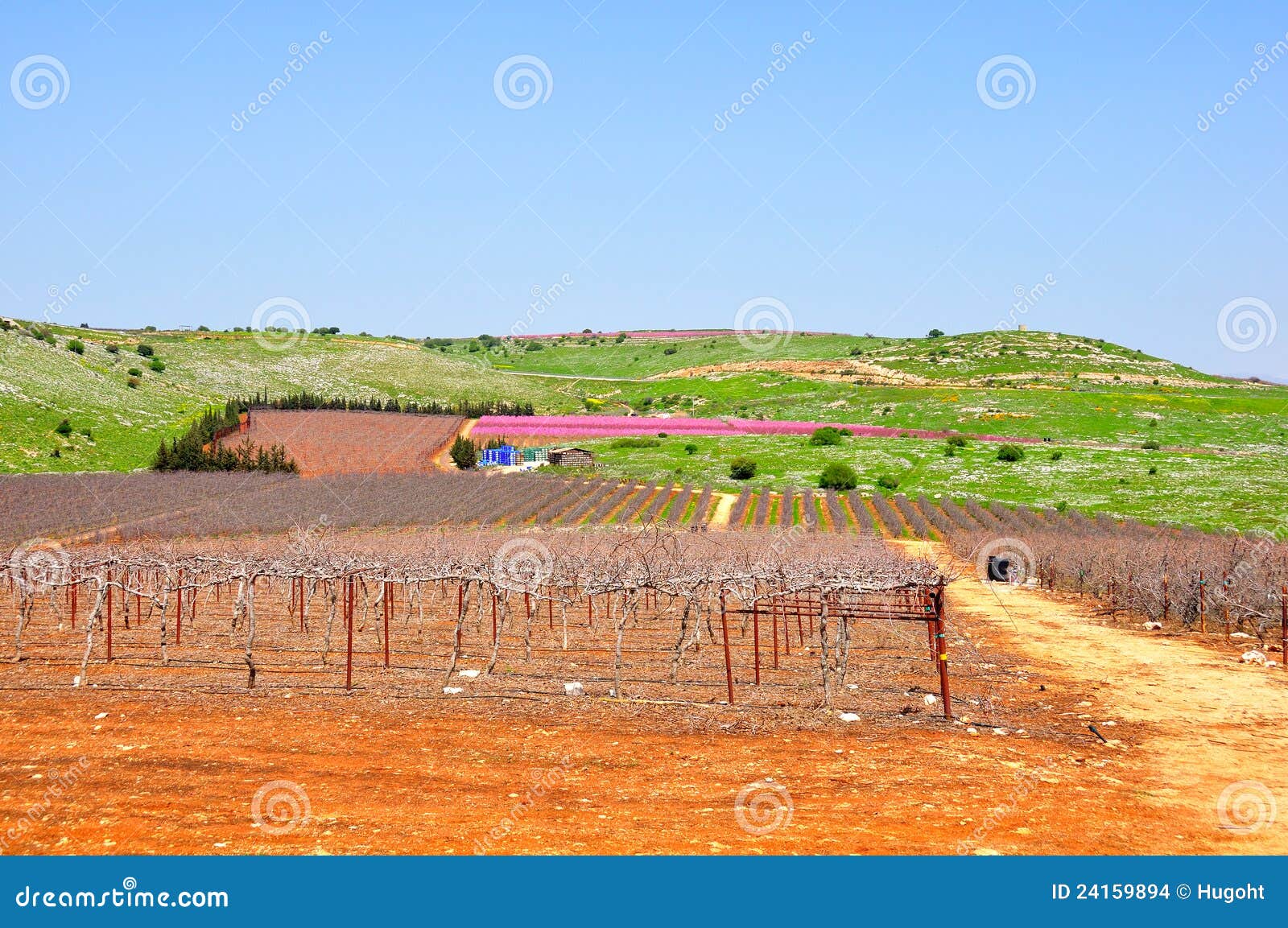 Wine Yard, Israel stock photo. Image of fruit, cercis - 24159894