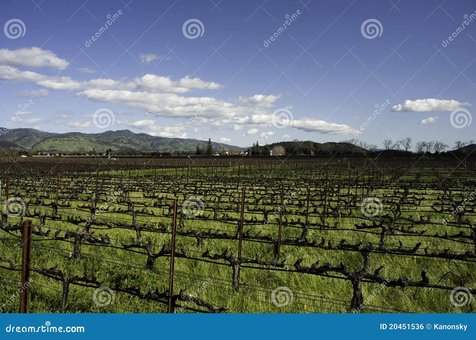 Wine yard in the mountain stock photo. Image of farm - 20451536