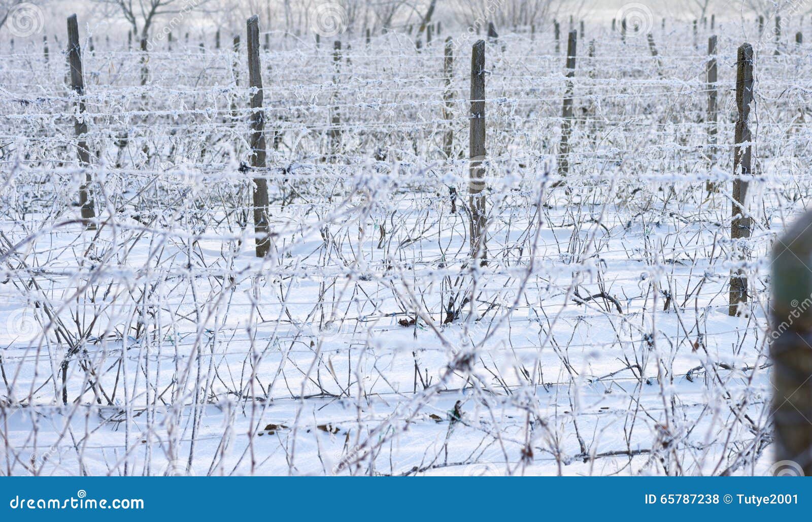 Winter Full Spherical Hdri Panorama 360 Degrees Angle View In Snowy ...