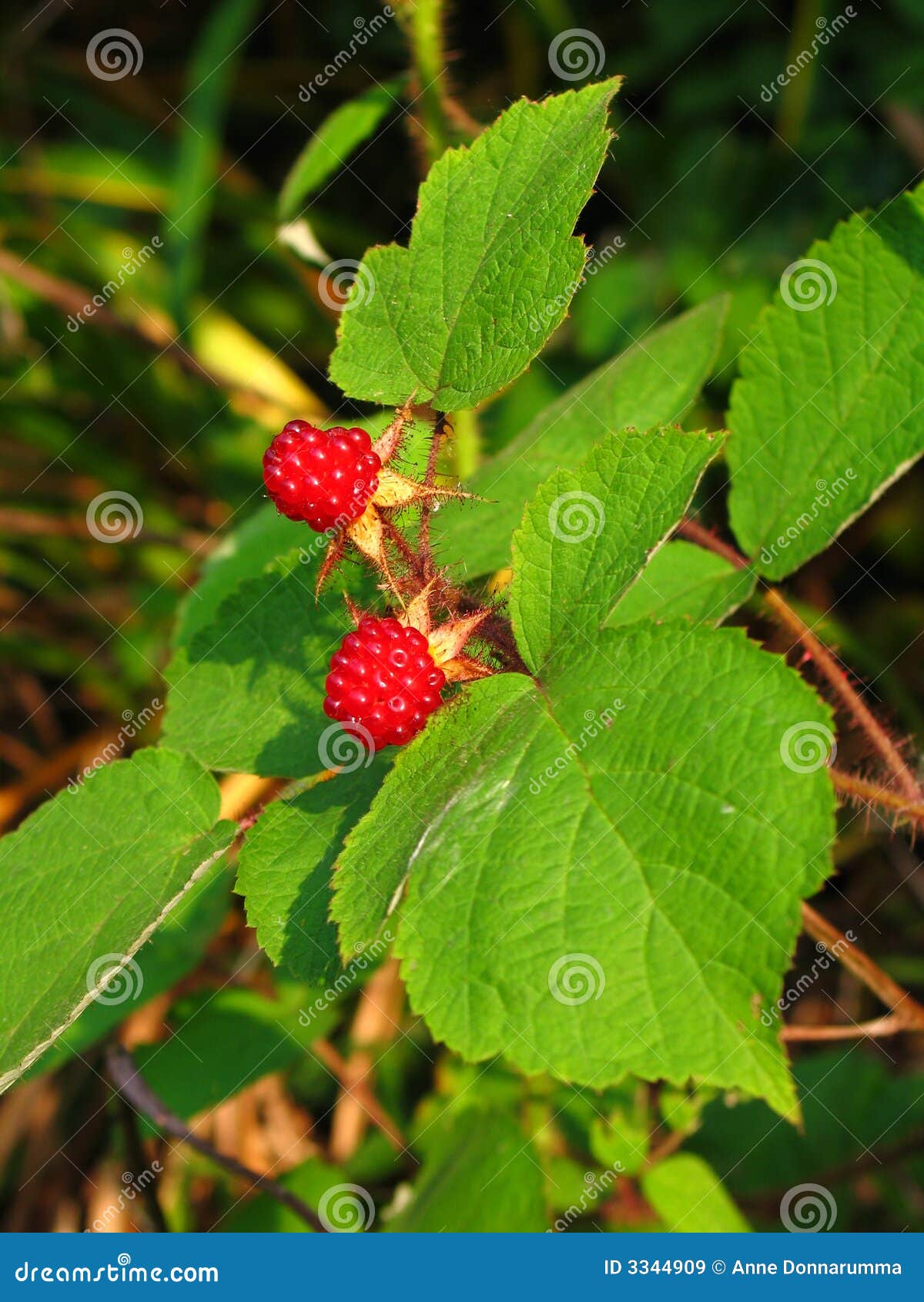 Wineberries stock image. Image of raspberries, close, berries - 3344909