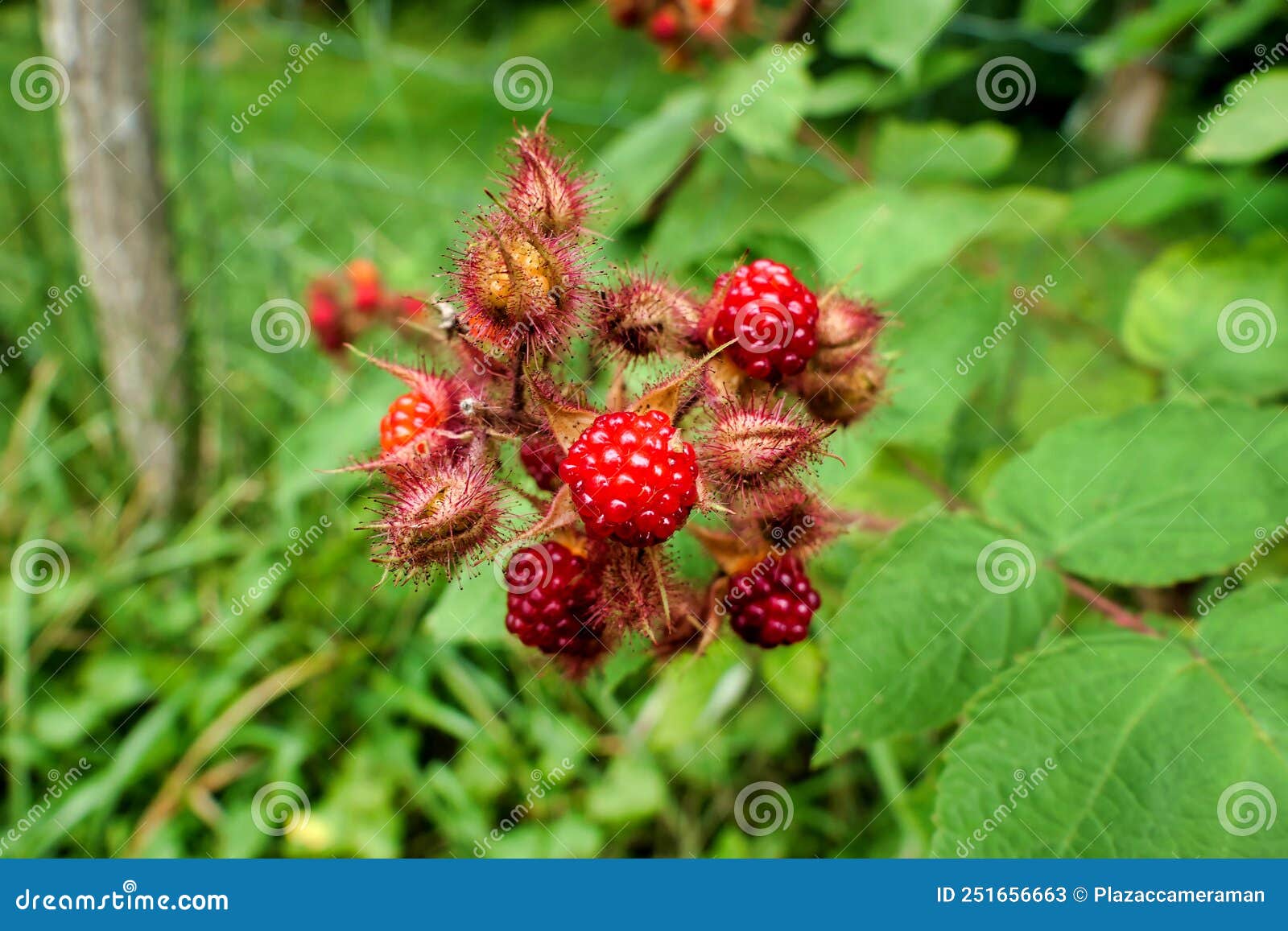 Wineberry Plant stock image. Image of berries, healthy - 251656663