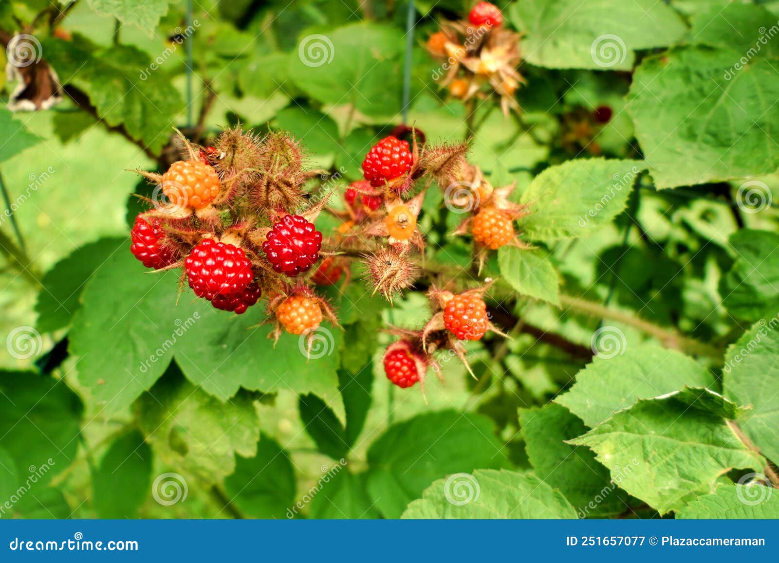 Wineberry Plant stock image. Image of raspberry, organic - 251657077