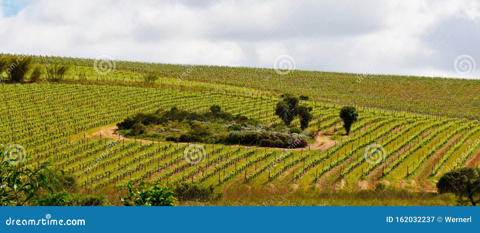 Winefield in Spring green stock image. Image of south - 162032237