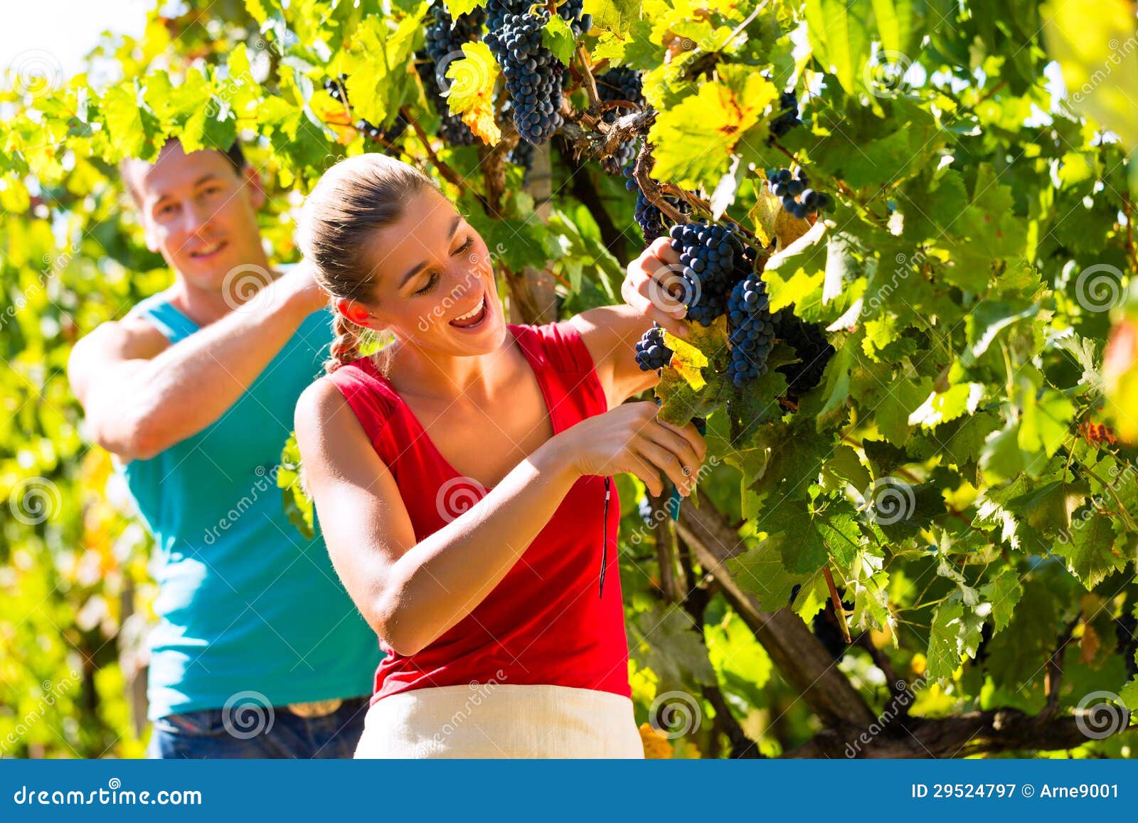 Winegrower Picking Grapes at Harvest Time Stock Image - Image of ...