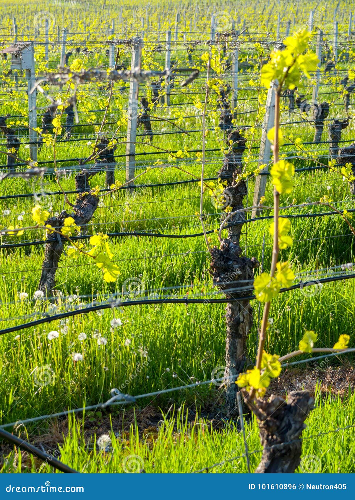 Winegrowing stock photo. Image of fruit, alcohol, harvest - 101610896